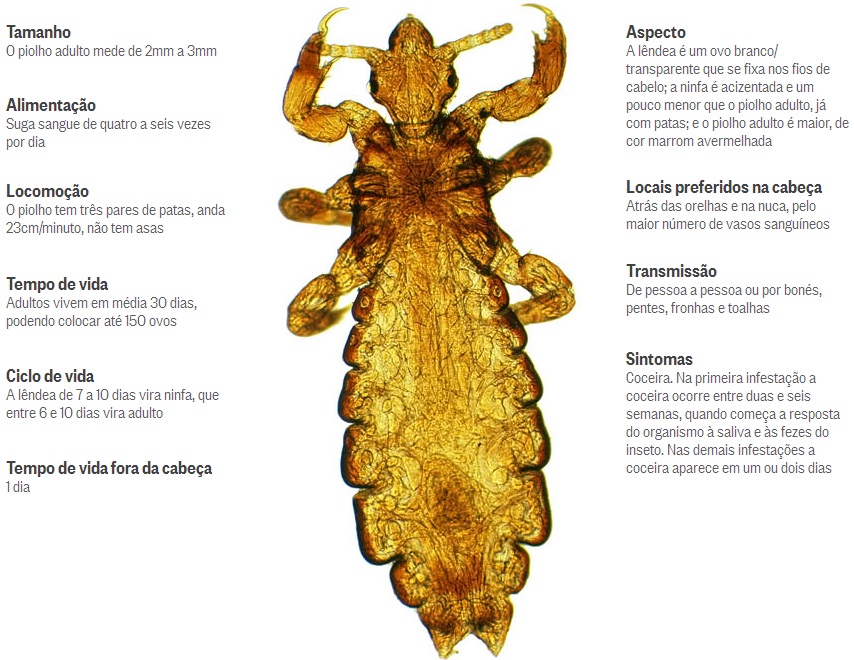 Piolhos X Dimeticona (4%) | Fernando Bragança - Pediatria e Homeopatia